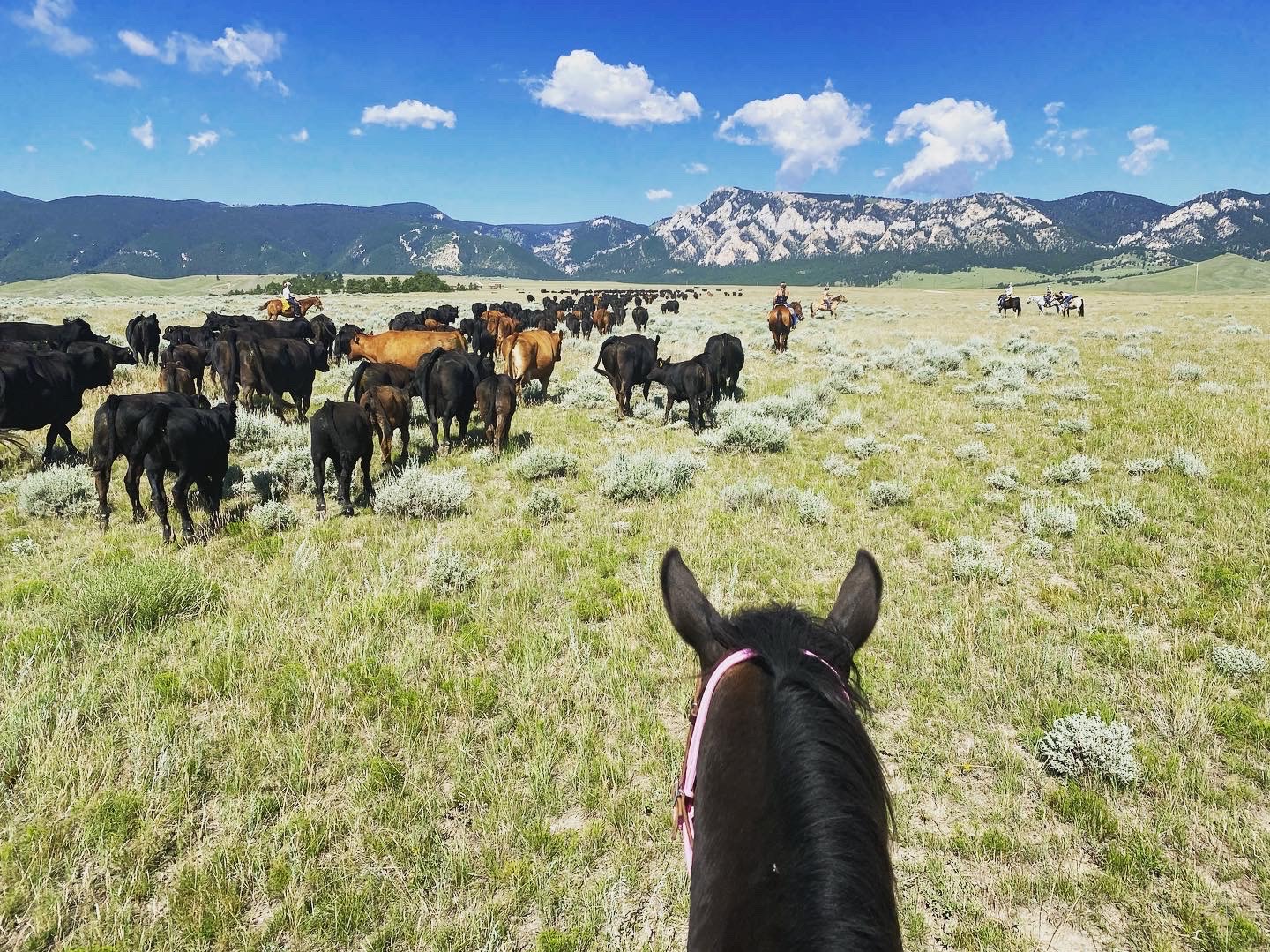 What About Dude Ranch Horses? | The Dude Ranchers Association