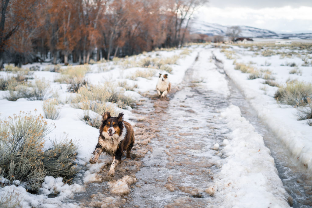 Pet & Dog Friendly Ranch Vacations - The Dude Ranchers Association