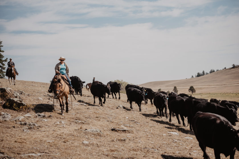 Experience the Real Old West | The Dude Ranchers' Association