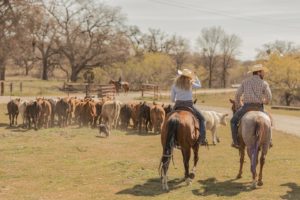 Working Cattle Ranches in the West | The Dude Ranchers' Association