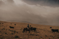 Working Cattle Ranches in the West | The Dude Ranchers' Association