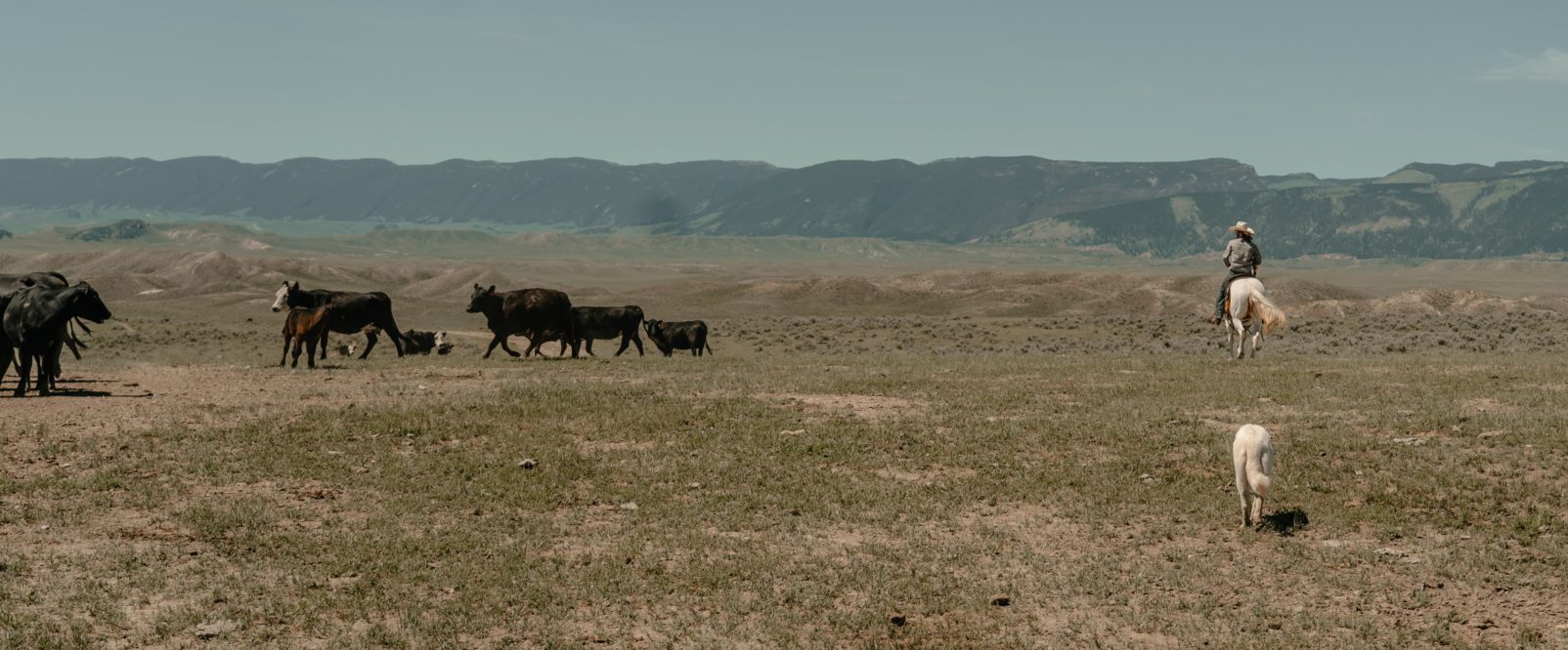 Working Cattle Ranches in the West | The Dude Ranchers' Association