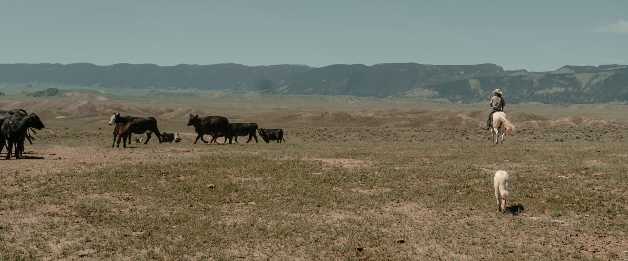 Working Cattle Ranches in the West | The Dude Ranchers' Association