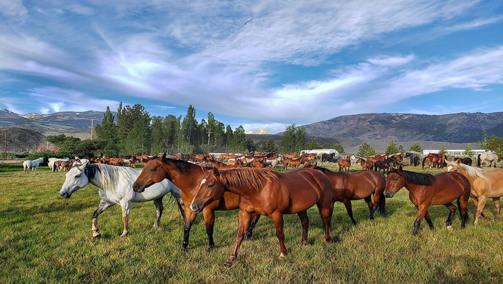Hunewill Circle H Guest Ranch - The Dude Ranchers Association