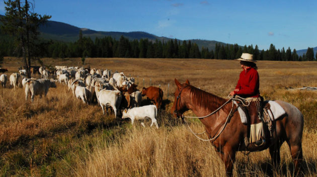Live Out Your Yellowstone Dreams - Take a Dude Ranch Vacation
