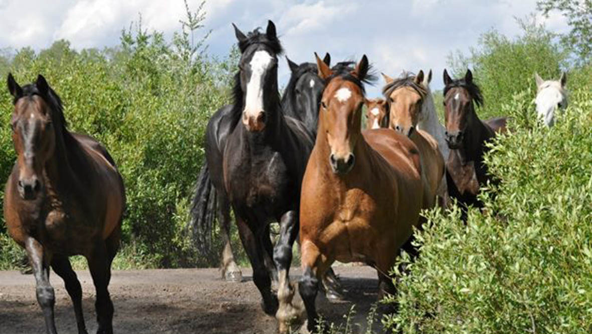 R Lazy S Ranch - The Dude Ranchers Association