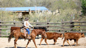 Tanque Verde Ranch - The Dude Ranchers Association