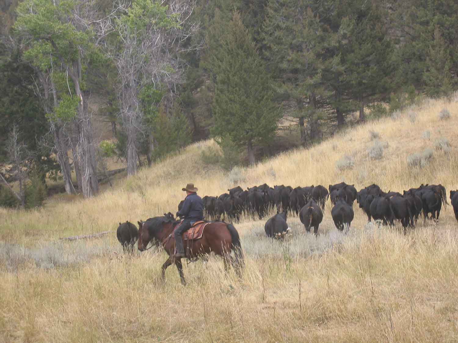 Experience the Real Old West at a Working Cattle Dude Ranch - The Dude ...