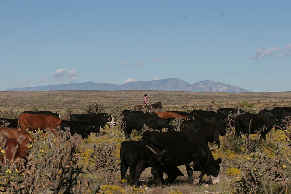 Experience the Real Old West at a Working Cattle Dude Ranch - The Dude ...