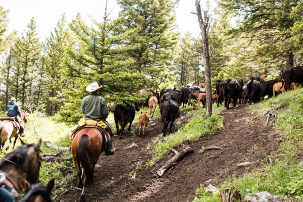 Live Out Your Yellowstone Dreams - Take a Dude Ranch Vacation