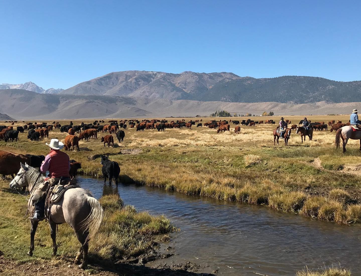 Discover the Cowboy in You This Year at a Working Cattle Ranch!