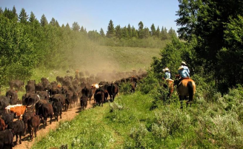 Live Out Your Yellowstone Dreams - Take a Dude Ranch Vacation