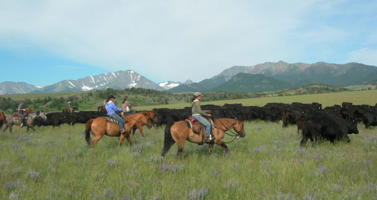 Discover the Cowboy in You This Year at a Working Cattle Ranch!