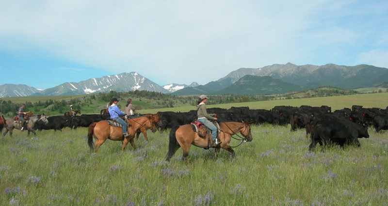 Discover the Cowboy in You This Year at a Working Cattle Ranch!