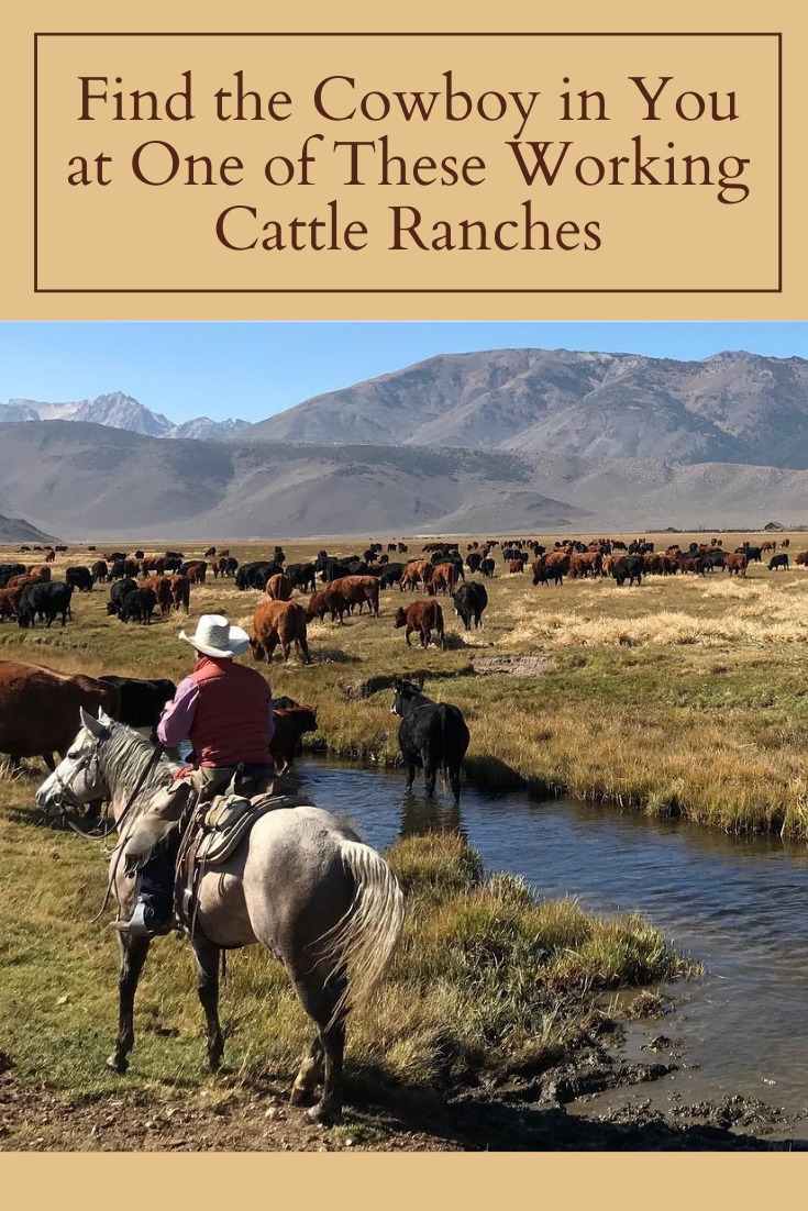 Discover the Cowboy in You This Year at a Working Cattle Ranch!